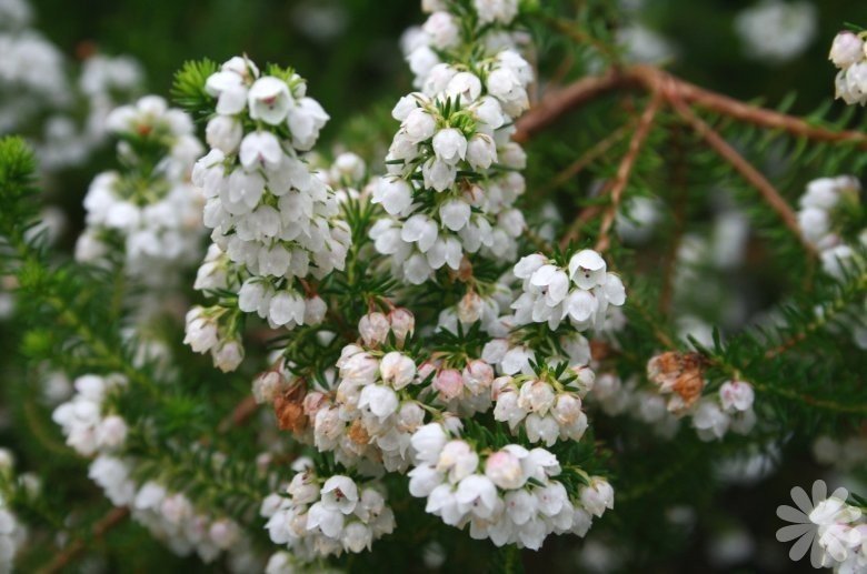 ERICA CAPENCIS (0,1 Mts.) - CreaPlantas.cl