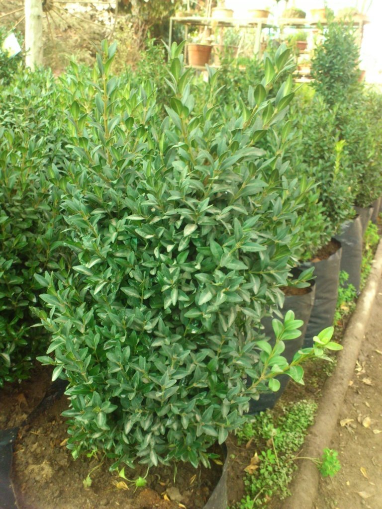 BOJ VERDE (0,30cm - CreaPlantas.cl